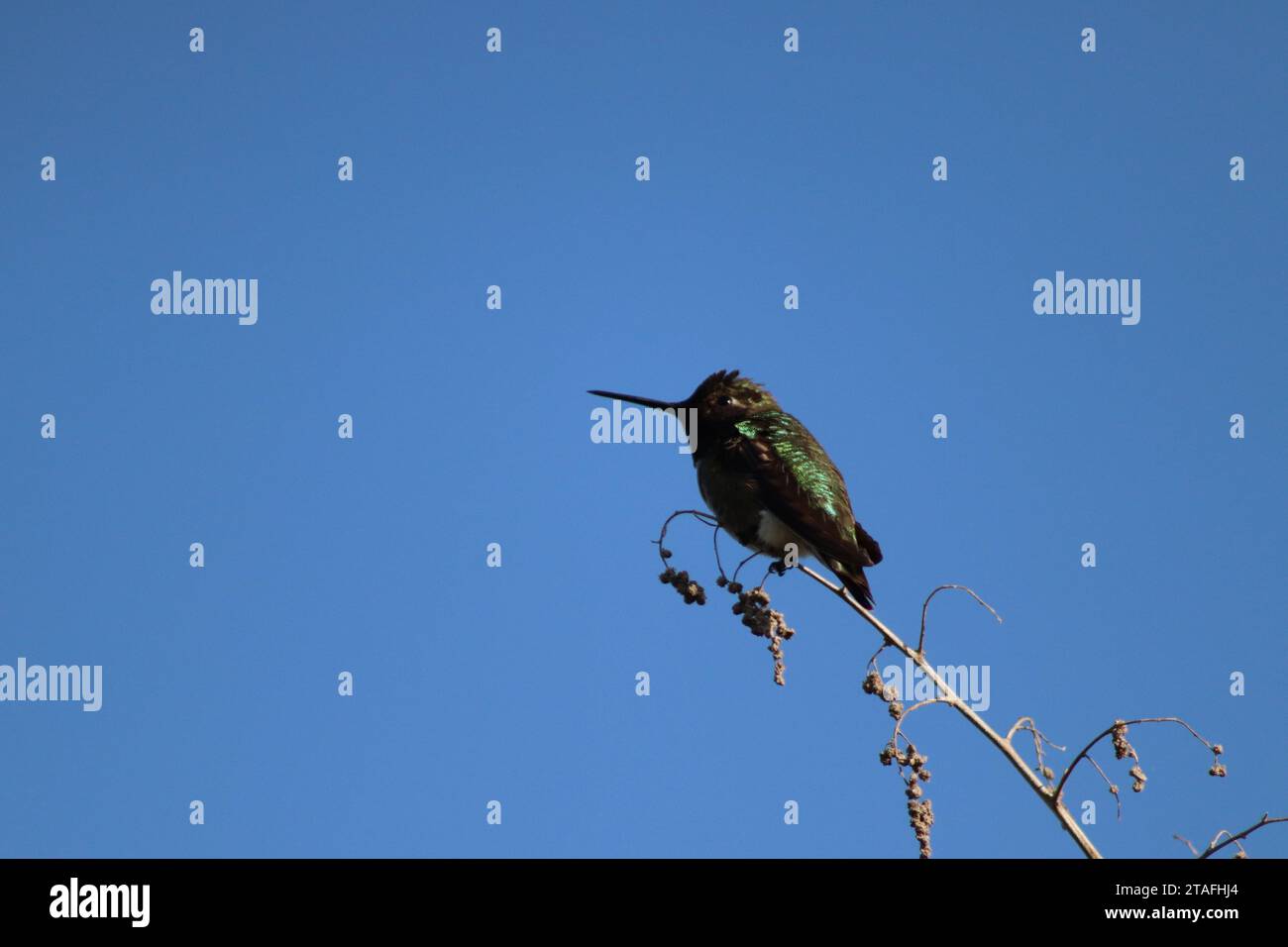 Tree top hummingbird moment hi-res stock photography and images - Alamy