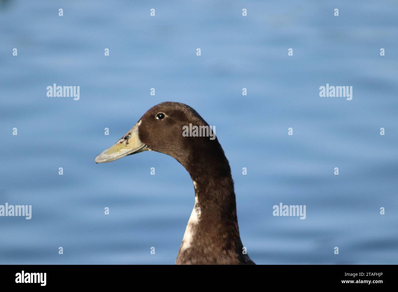 Quacking mallard duck in hi-res stock photography and images - Alamy
