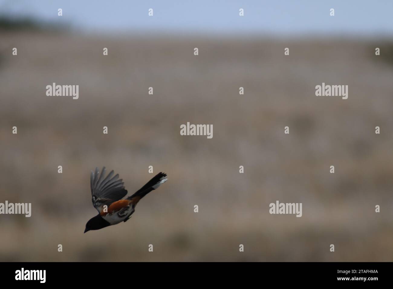 Mid flight aerial view hi-res stock photography and images - Alamy Mid flight aerial view hi-res stock photography and images - Alamy
