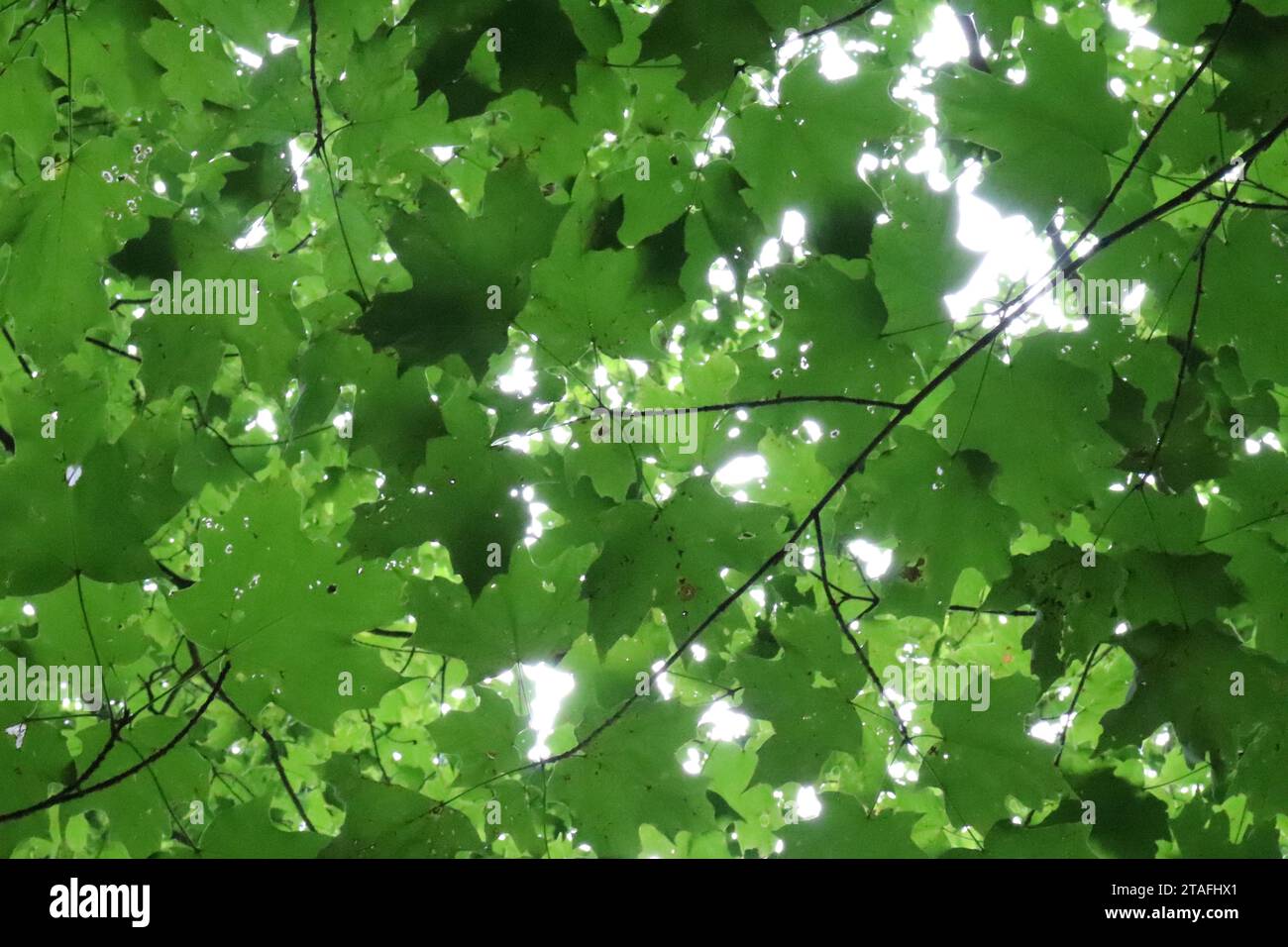 Backlighted Maple Leaf Beauty Stock Photo - Alamy