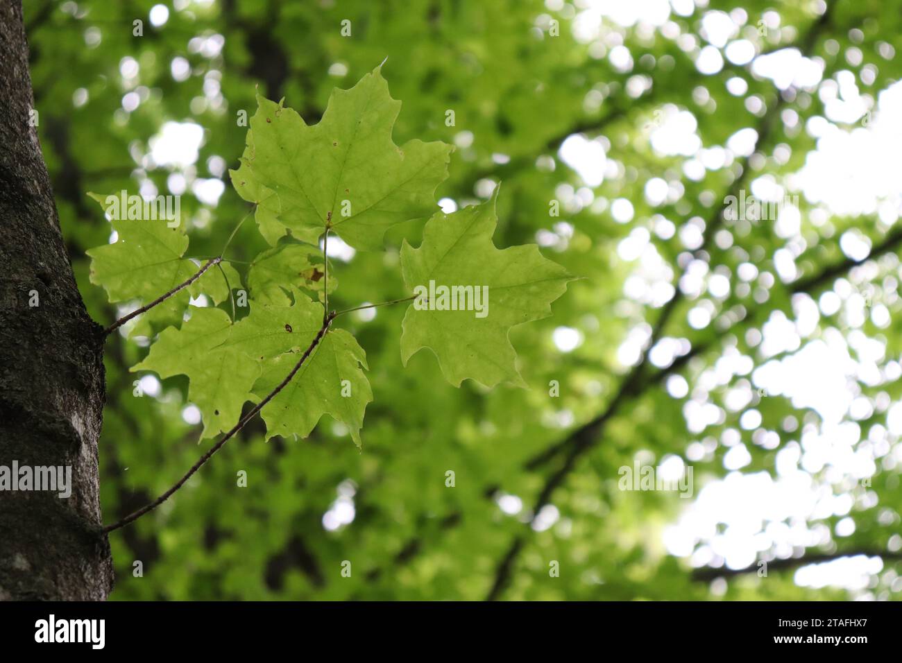 Sunlit maple leaves close hi-res stock photography and images - Alamy