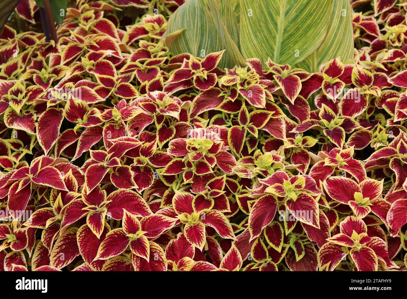 Vibrant rhizomatous patterns hi-res stock photography and images - Alamy