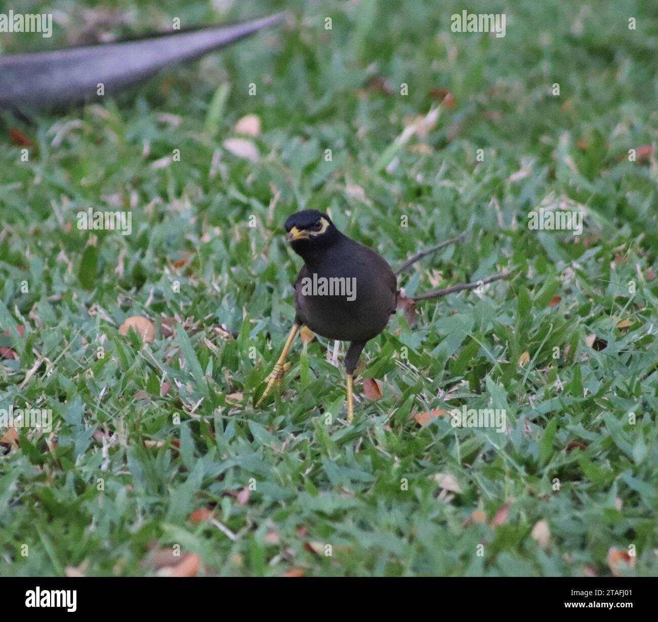 Common Myna Bird Strutting in Grass Stock Photo - Alamy