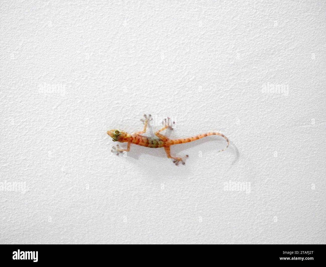 Gecko family hi-res stock photography and images - Alamy