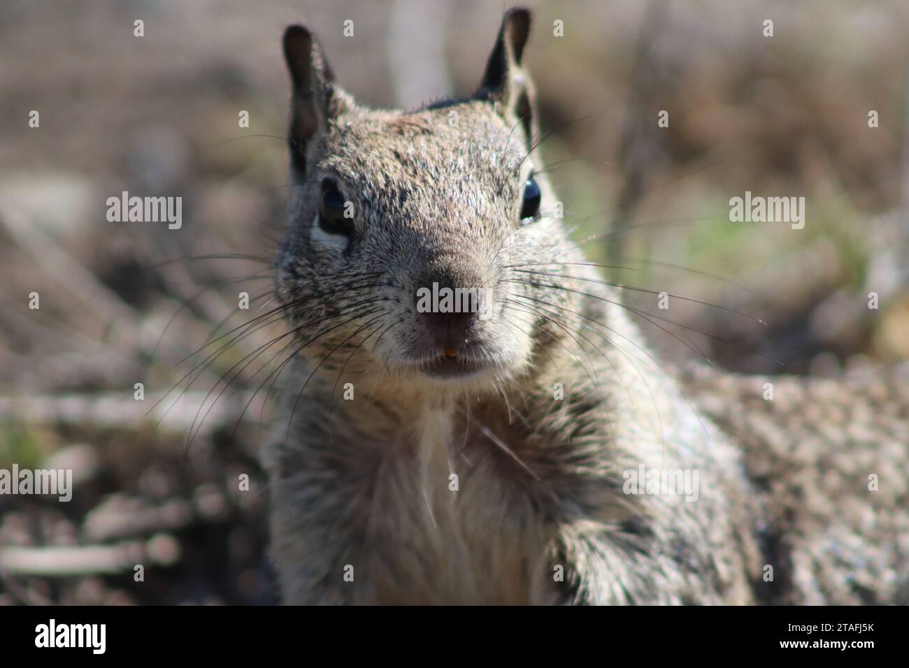Native californian rodent hi-res stock photography and images - Alamy