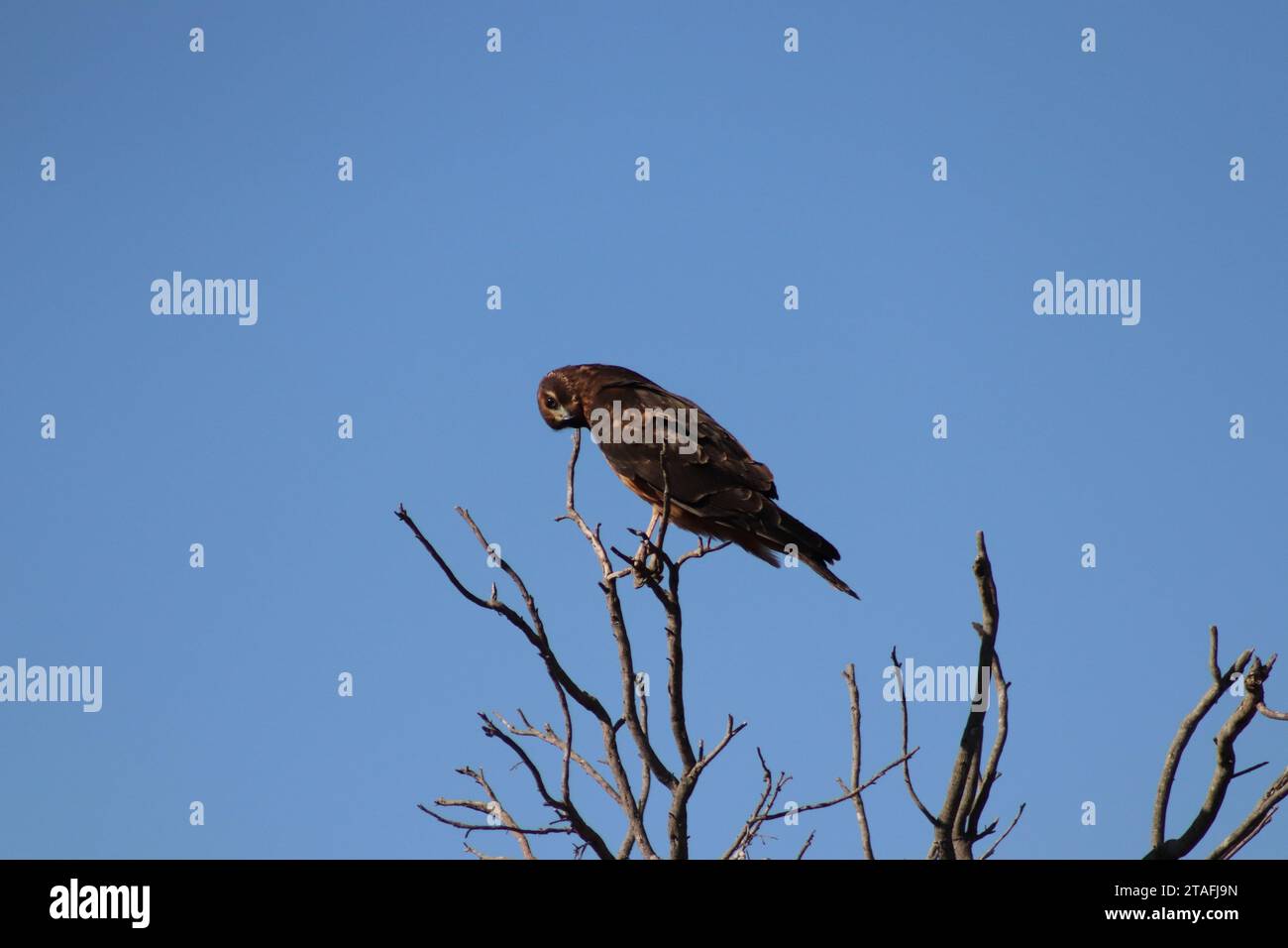 Hawk in Precarious Pose Stock Photo - Alamy