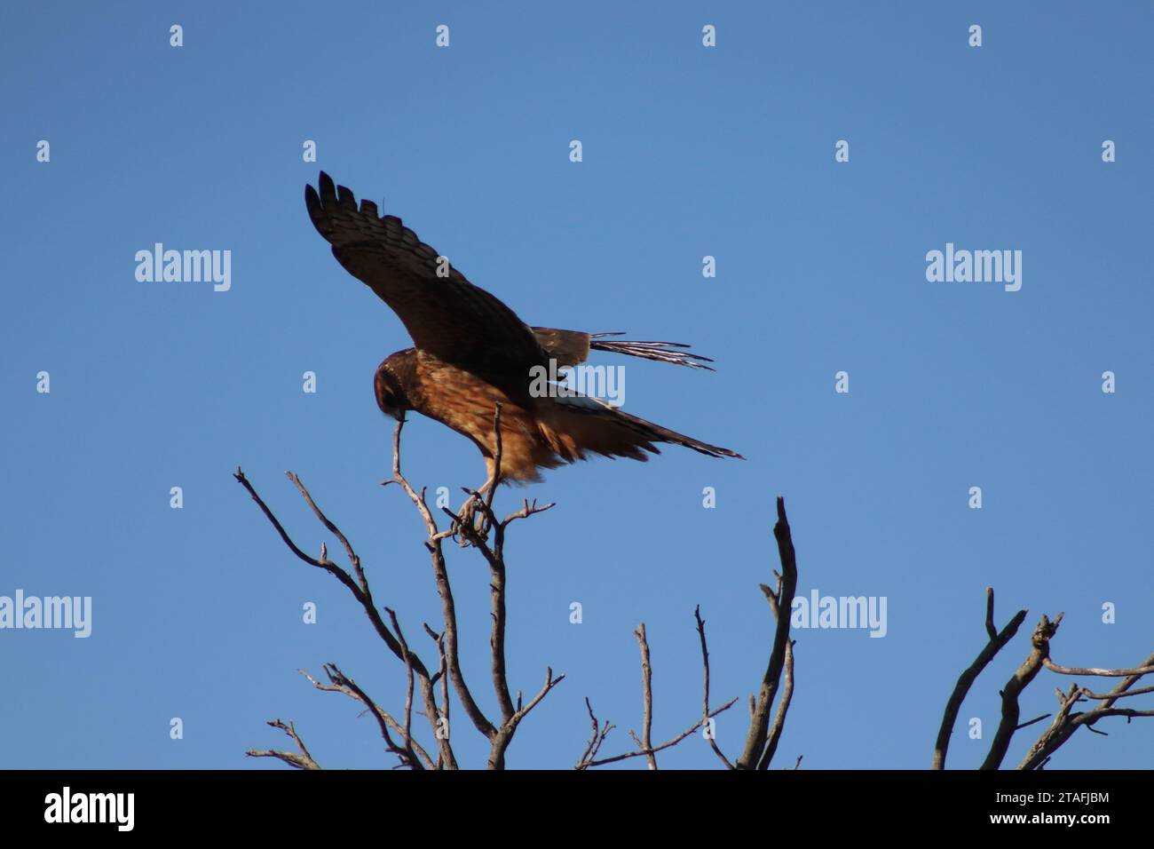 Dynamic raptor photography hi-res stock photography and images - Alamy