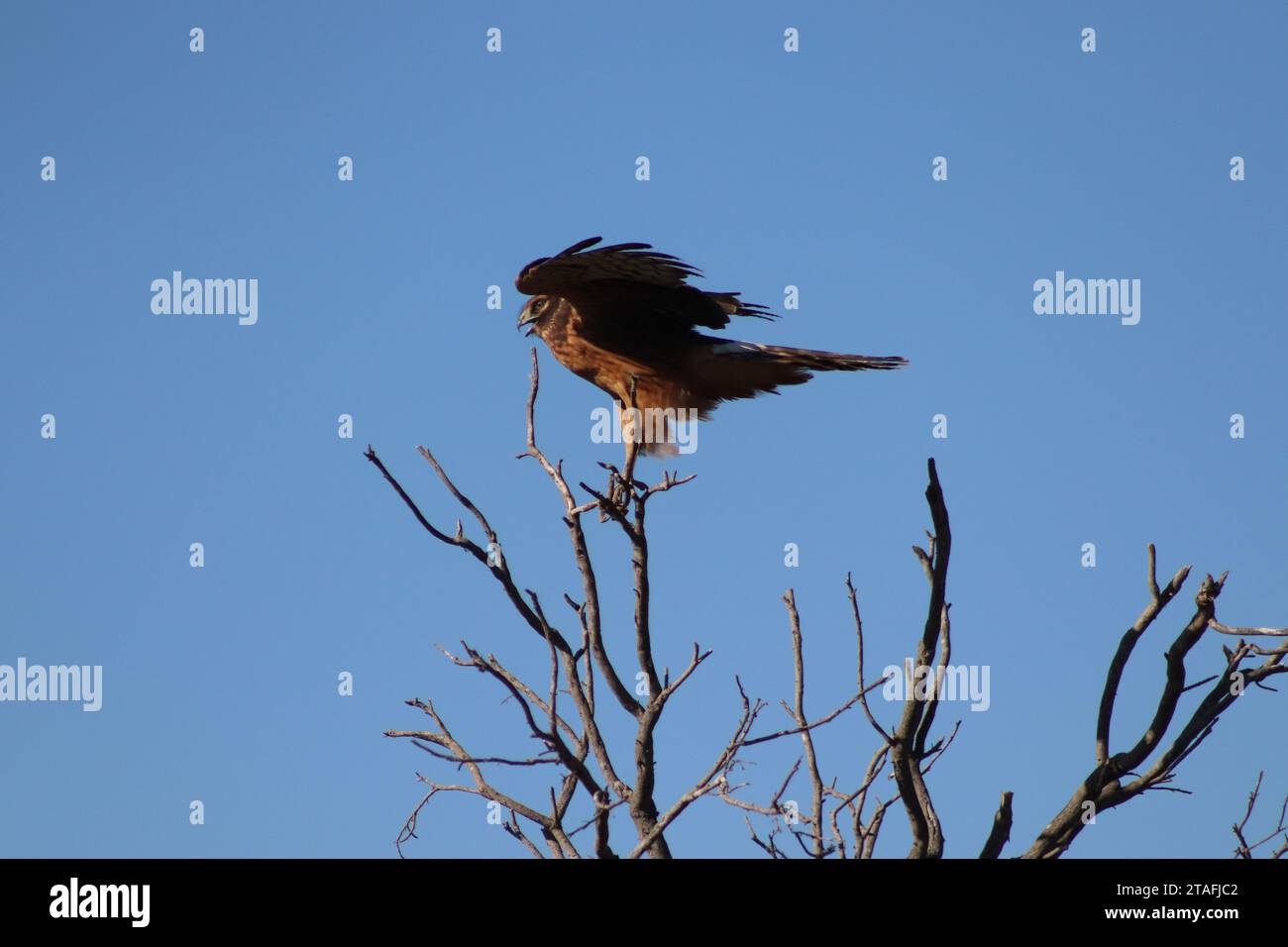Precision in action close up hi-res stock photography and images - Alamy