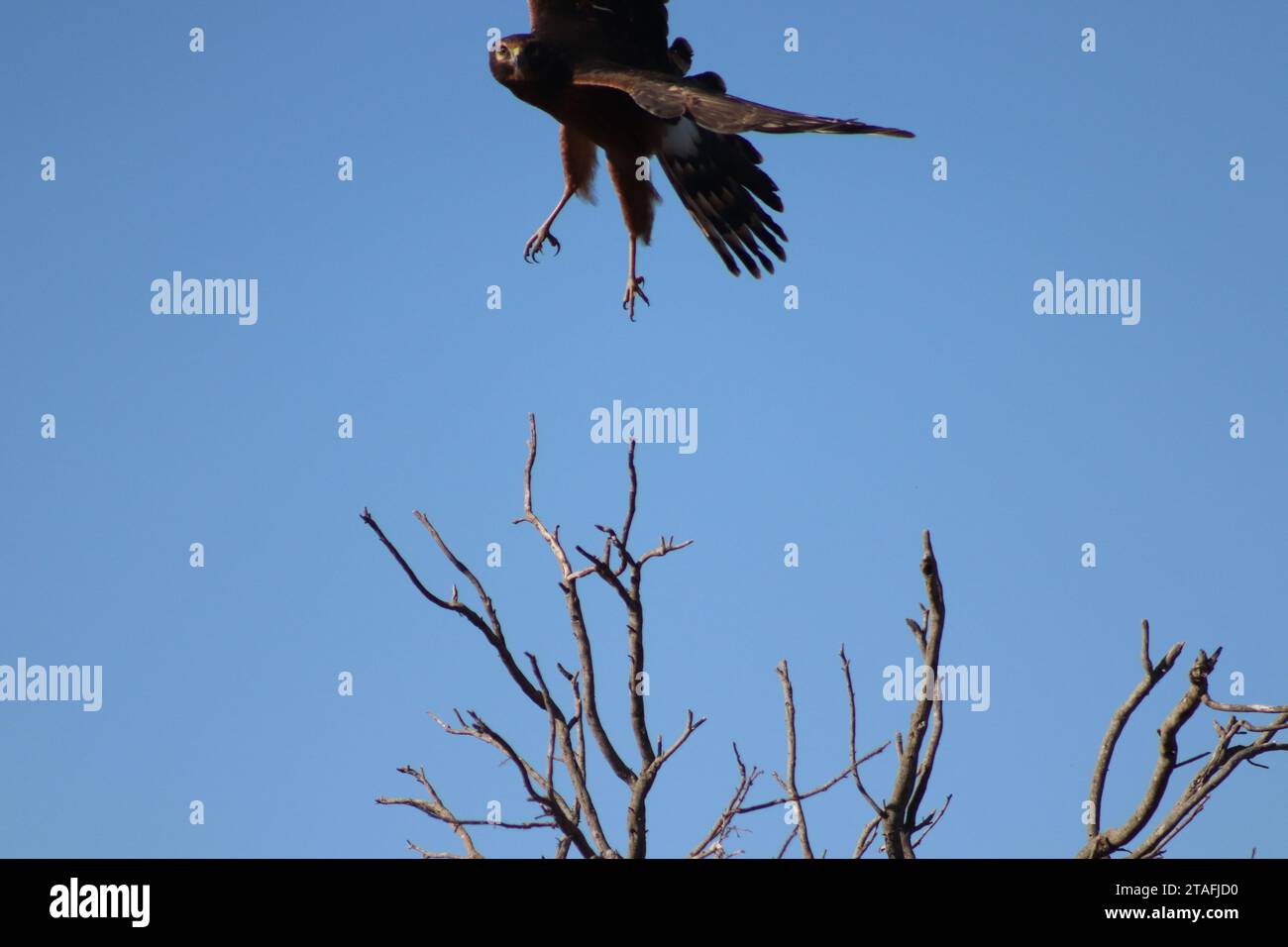 Hawk Ready to Take Off Stock Photo - Alamy