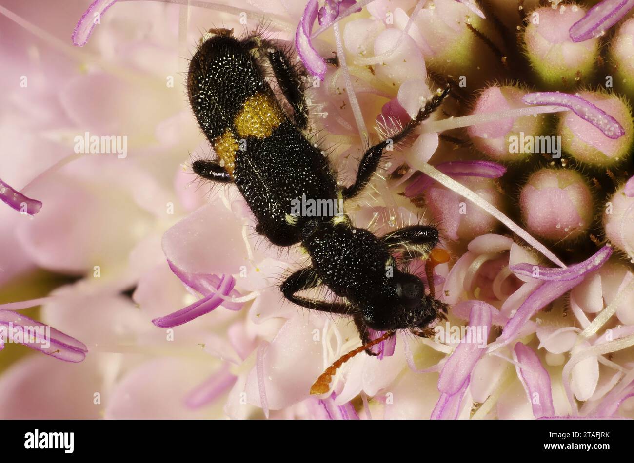 Close-up dorsal view of Clerid beetle (Eleale pulchra) feeding on ...