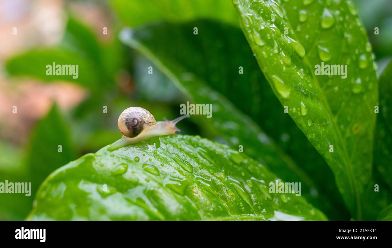 Little snail walking on a wet leaf Stock Photo - Alamy