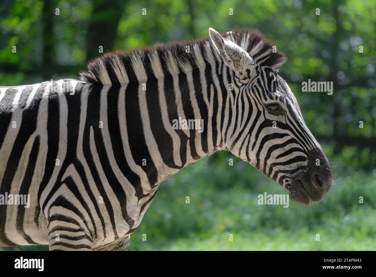 Grants Zebra Head (Equus quagga boehmi Stock Photo - Alamy