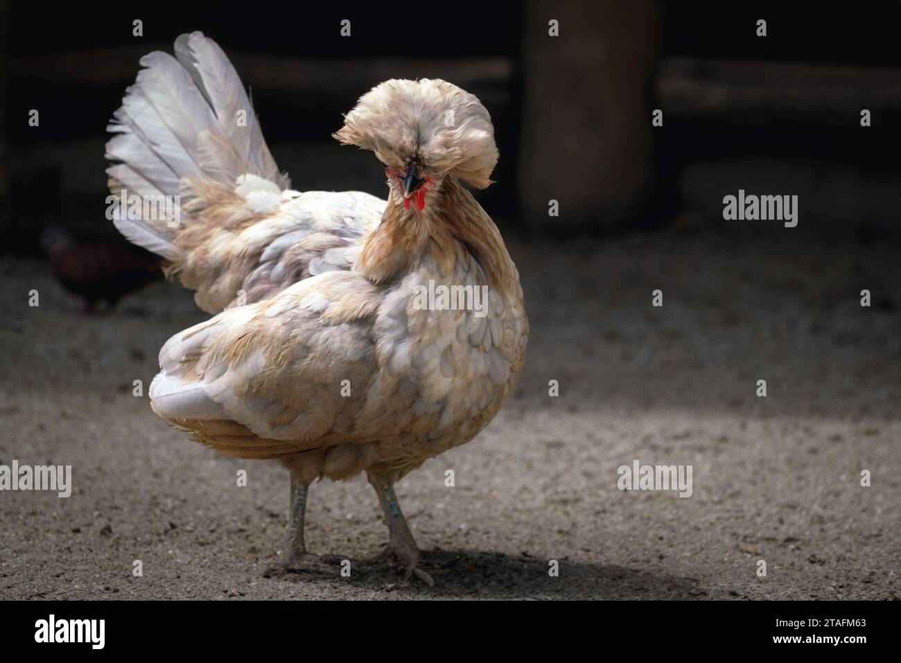 Polish chicken hi-res stock photography and images - Alamy