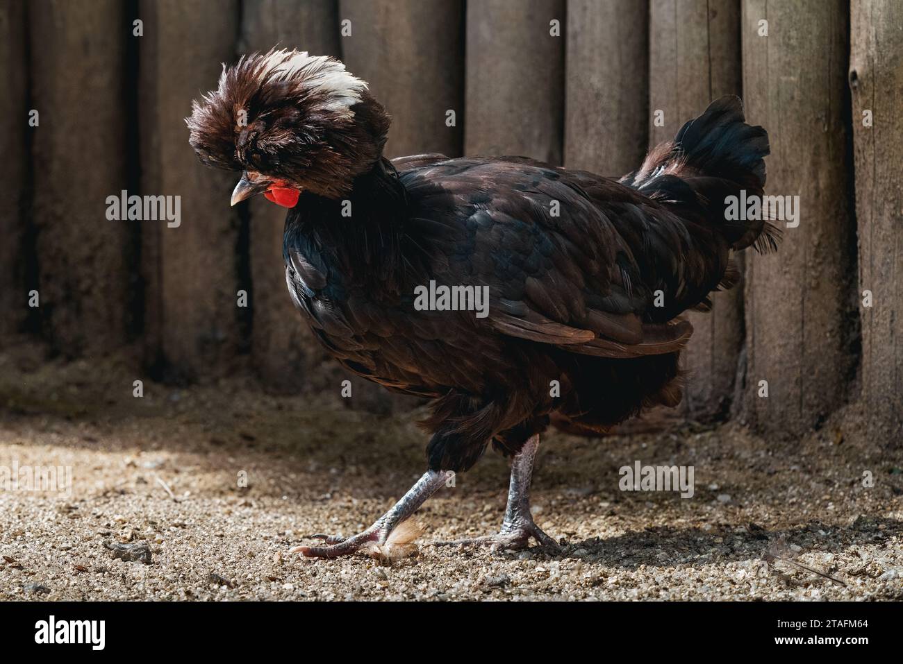 Polish Chicken with beautiful Crest Stock Photo - Alamy