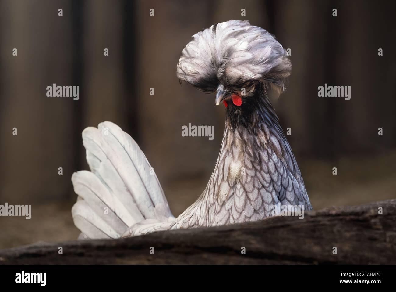 Polish Chicken with beautiful Crest Stock Photo - Alamy