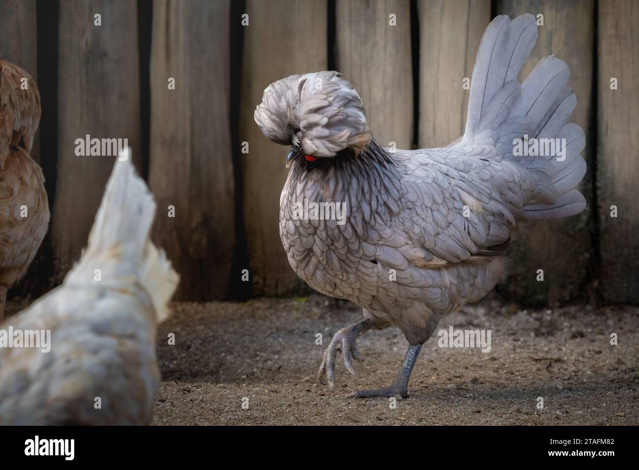 Polish chicken hi-res stock photography and images - Alamy
