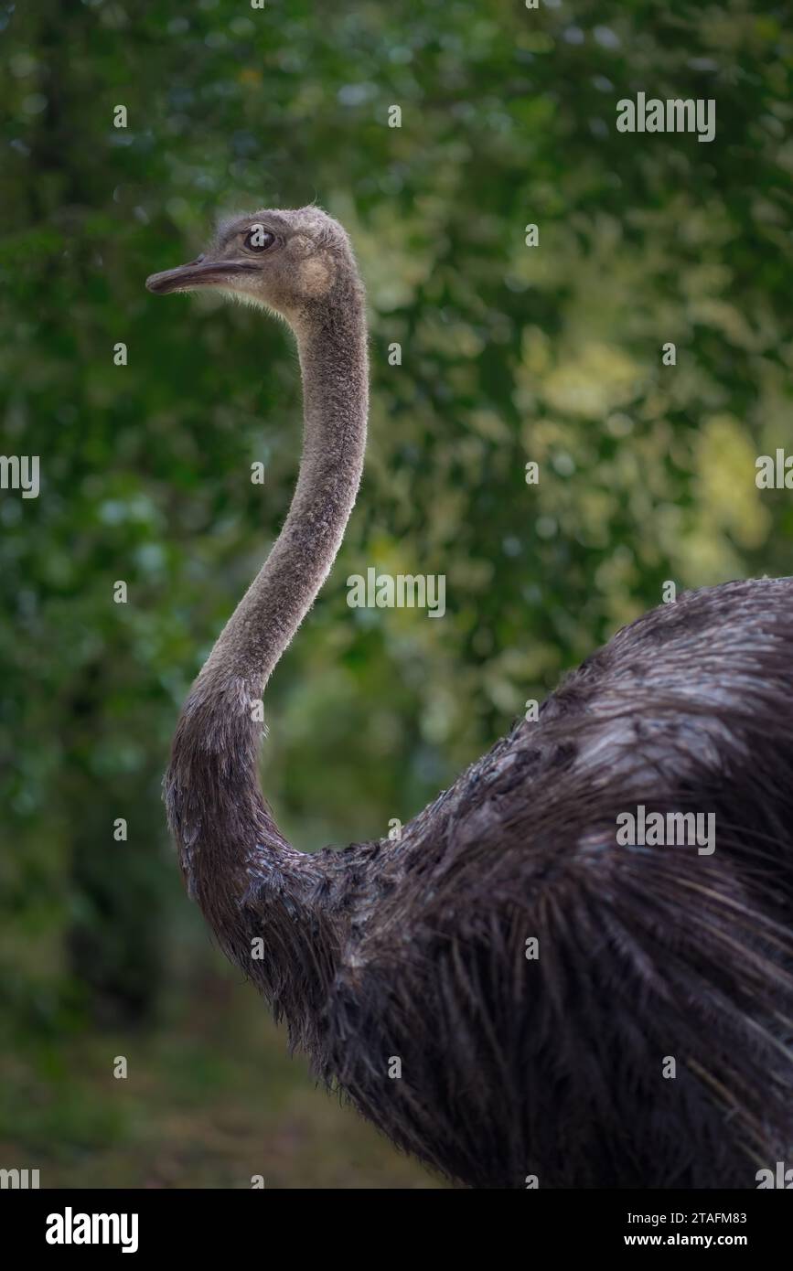 Female Common Ostrich (Struthio camelus Stock Photo - Alamy
