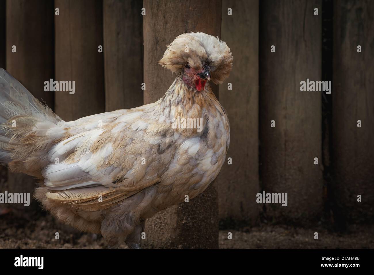 Polish chicken hi-res stock photography and images - Alamy