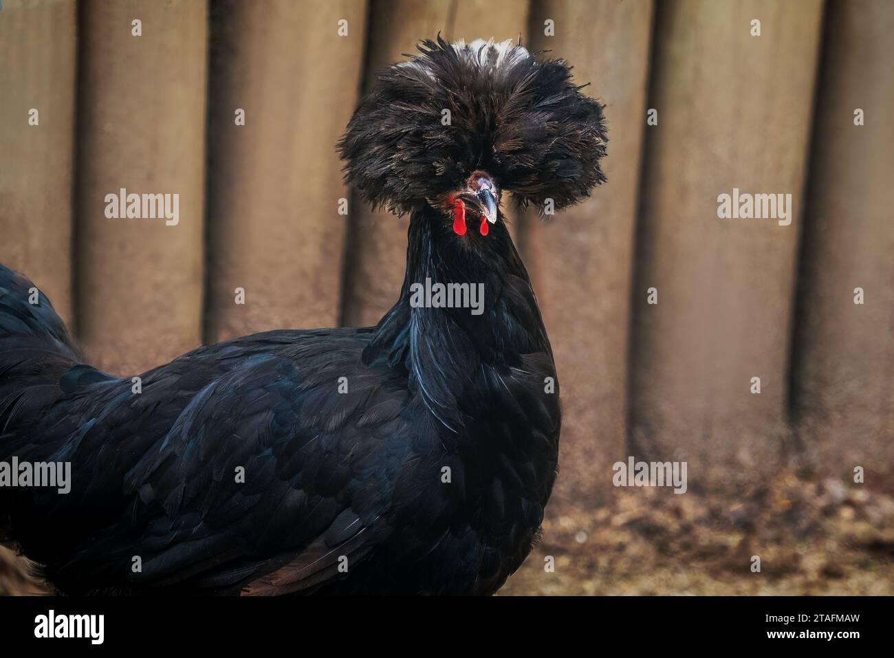 Polish Chicken with beautiful Crest Stock Photo - Alamy