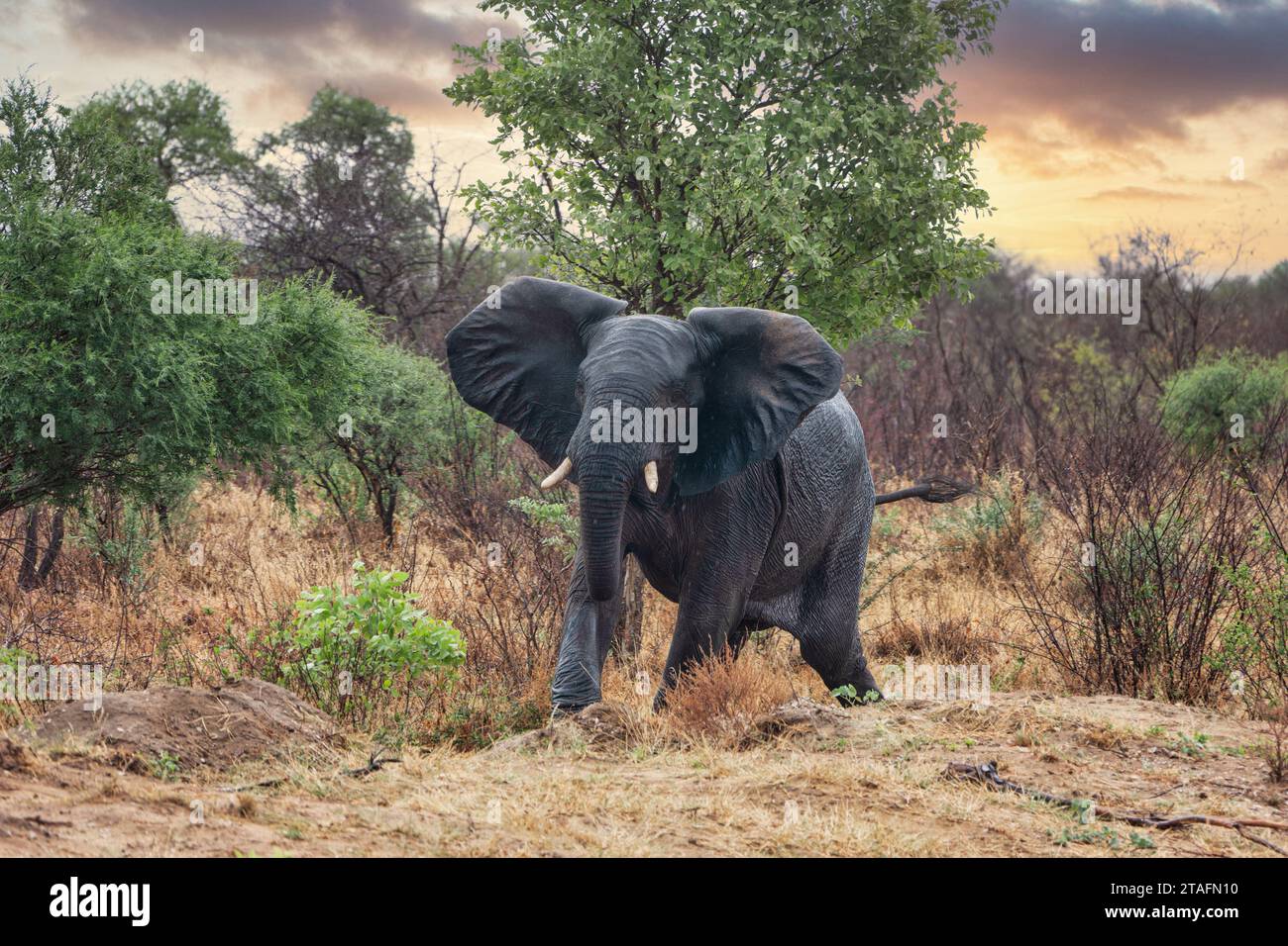 angry african elephant displaying threatening behavior walking in the ...
