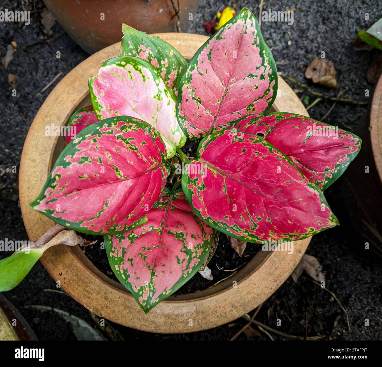Caladium plant in pot hi-res stock photography and images - Alamy