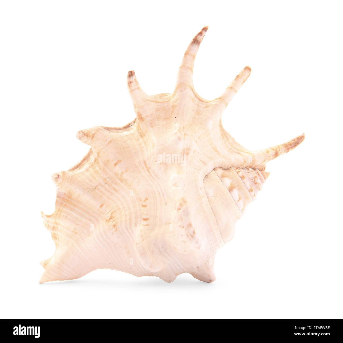 Beautiful seashell isolated on white. Beach object Stock Photo - Alamy