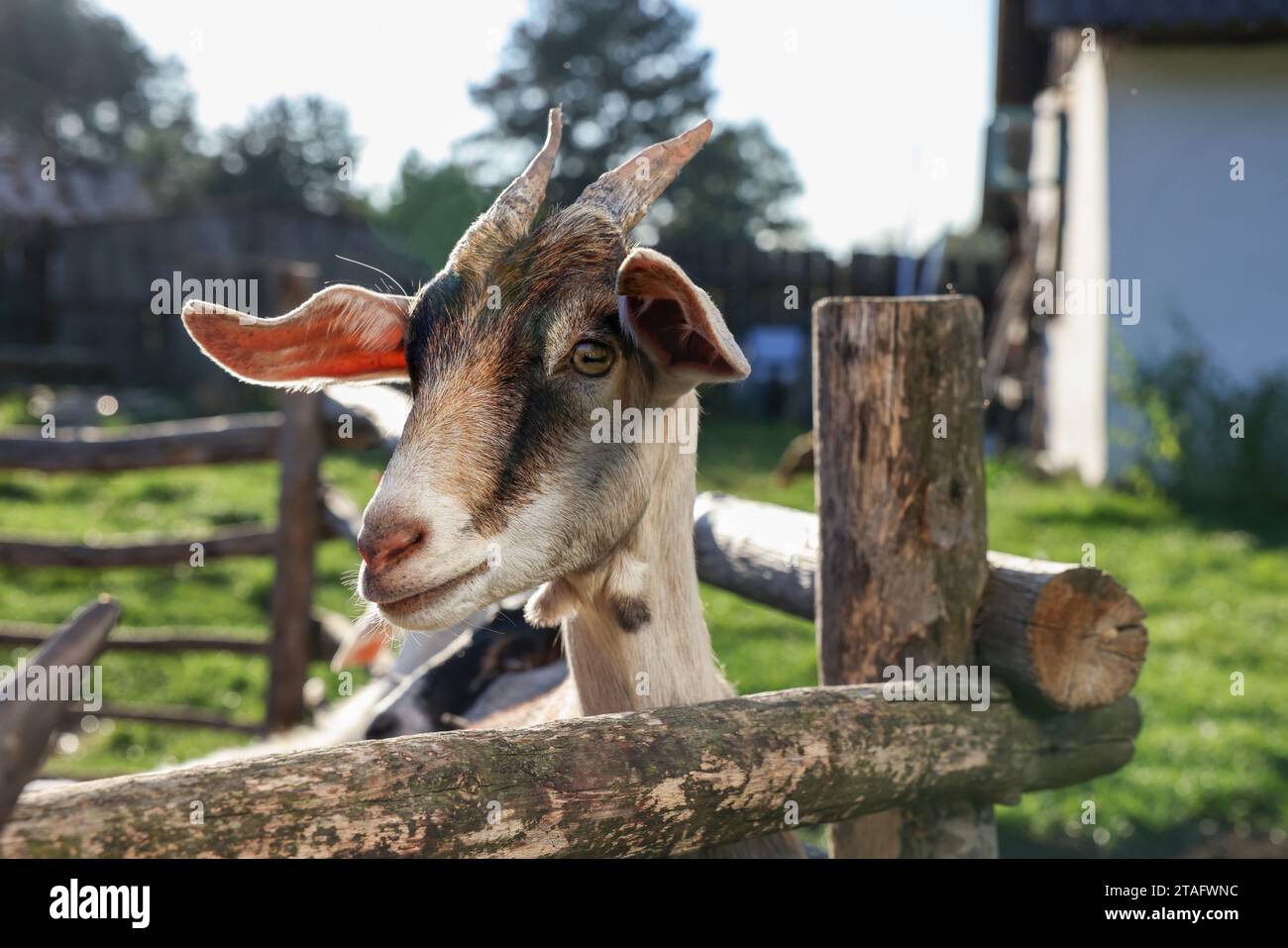 Cute goat inside of paddock at farm Stock Photo - Alamy
