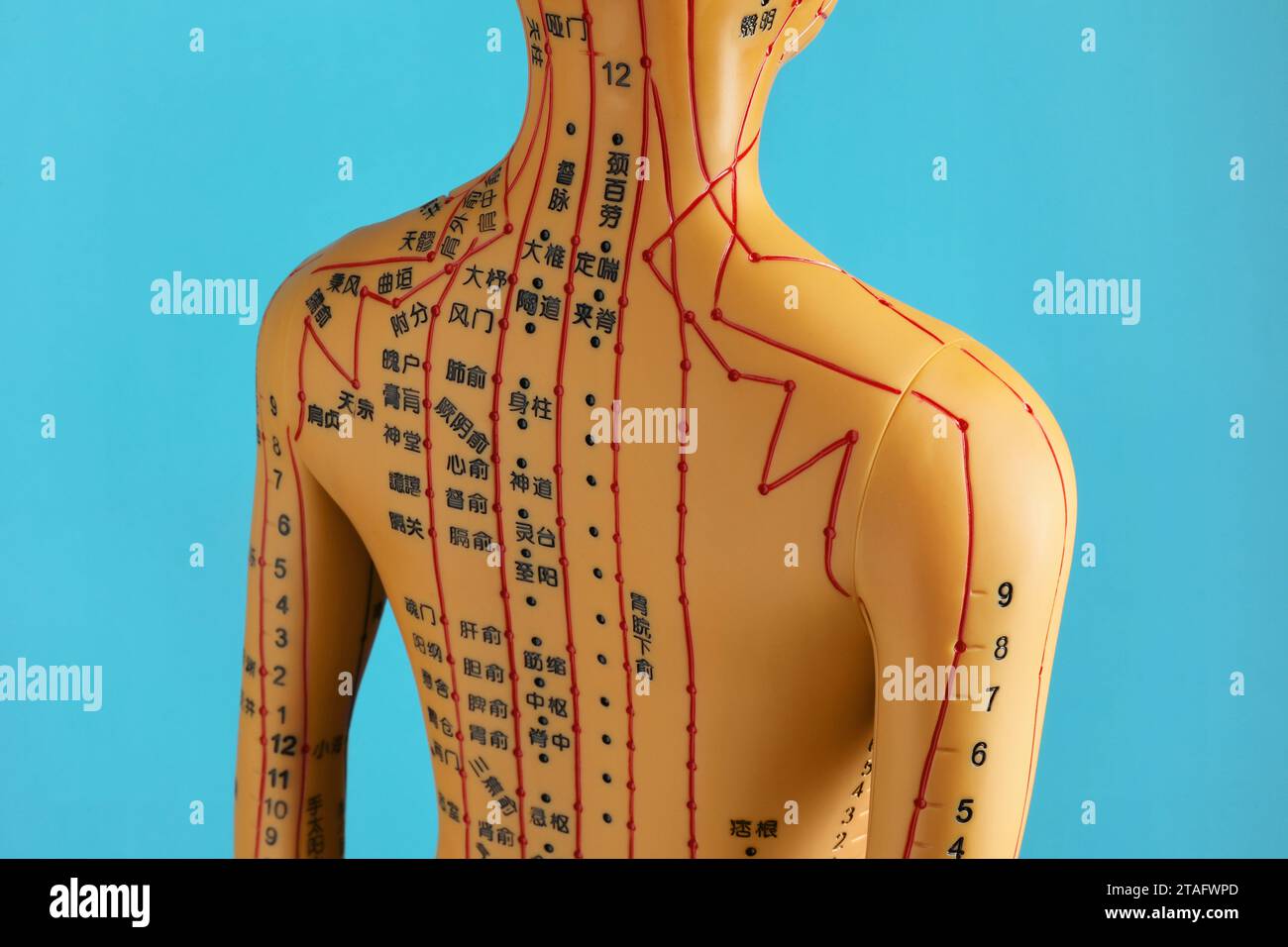 Acupuncture - alternative medicine. Human model with dots and lines on ...