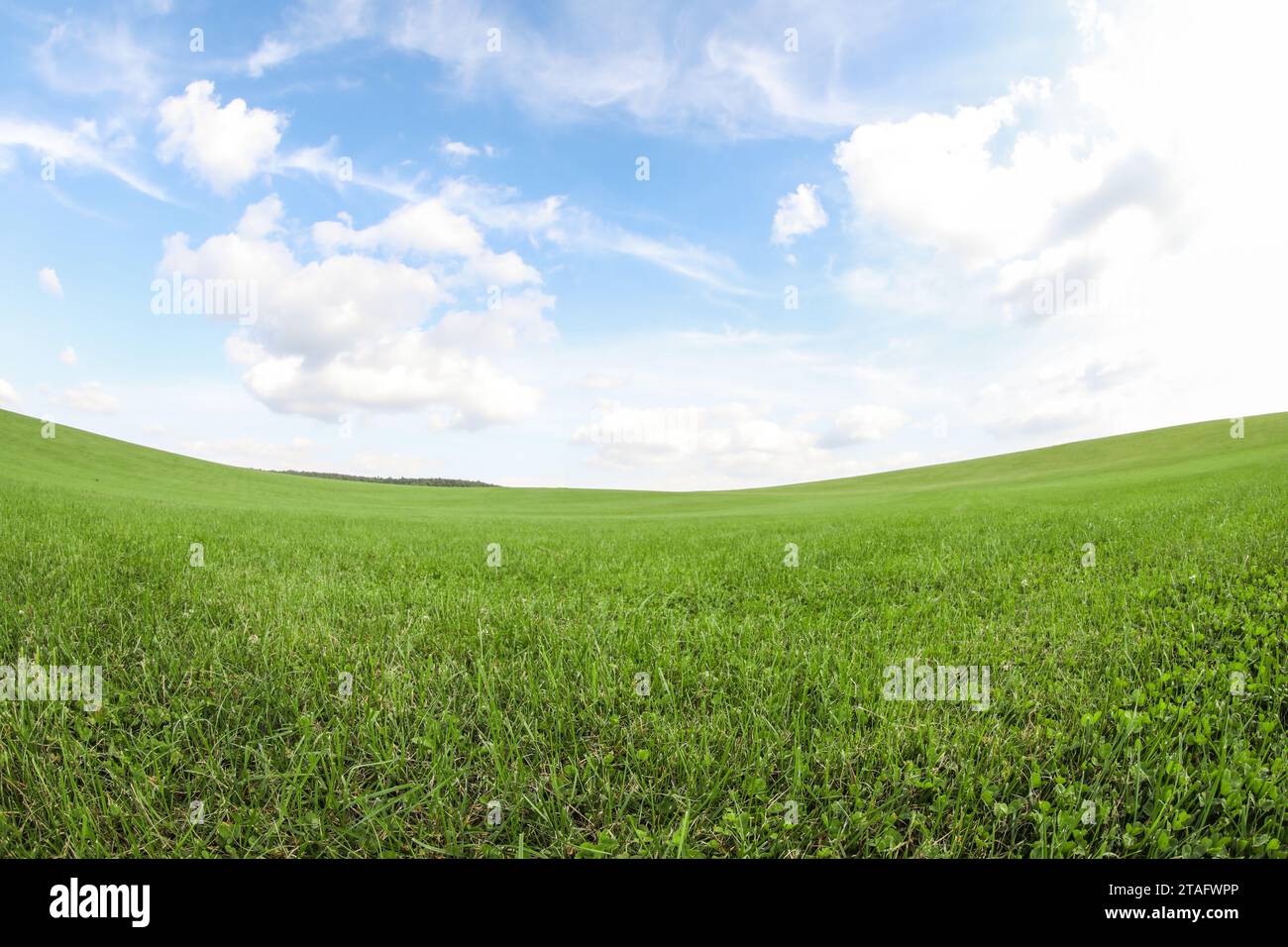 Beautiful lawn with green grass growing under blue sky. Fisheye lens ...
