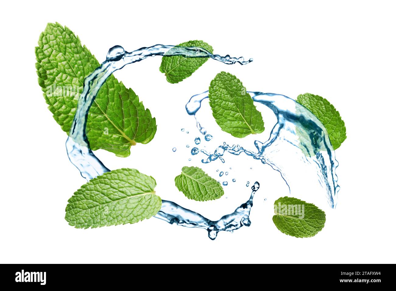 Mint leaves and splashes of water on white background Stock Photo - Alamy