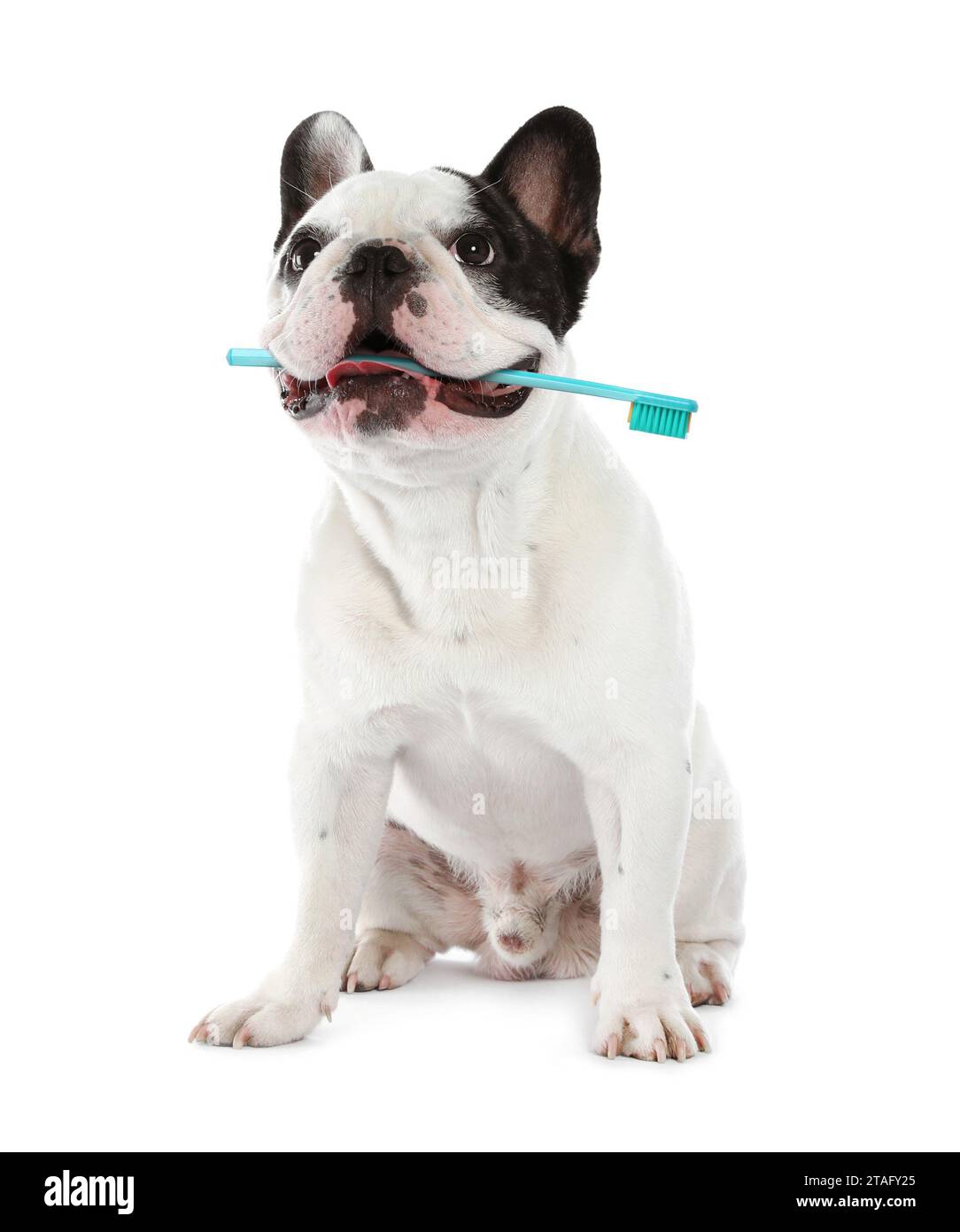 Caries animal hi-res stock photography and images - Alamy