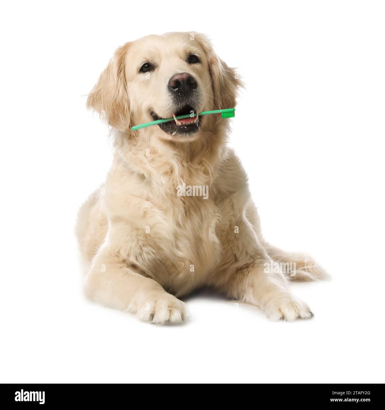 Cute dog with toothbrush in mouth isolated on white. Animal oral ...