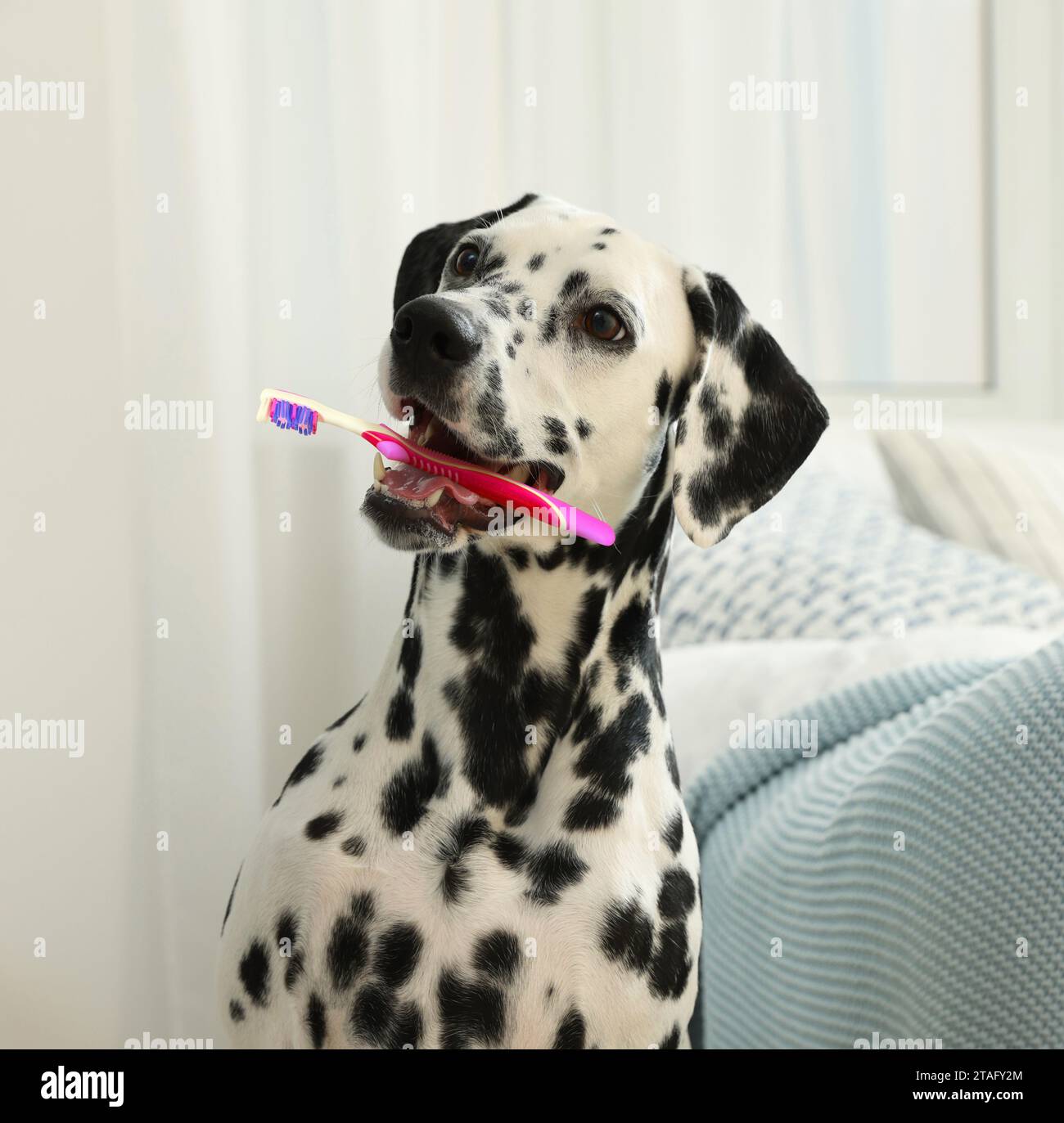 Cute dog with toothbrush in mouth at home. Animal oral hygiene Stock ...