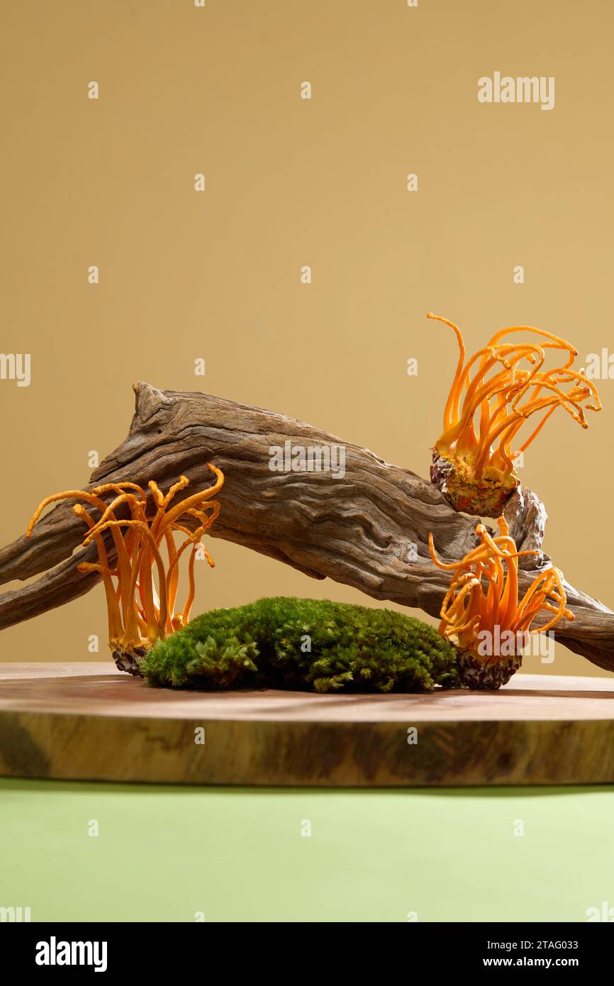 Dried tree log, cordyceps and green moss are displayed on a wooden ...