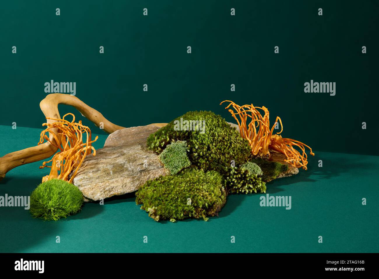 Close-up of cordyceps and green moss clinging to rocks with tree roots ...