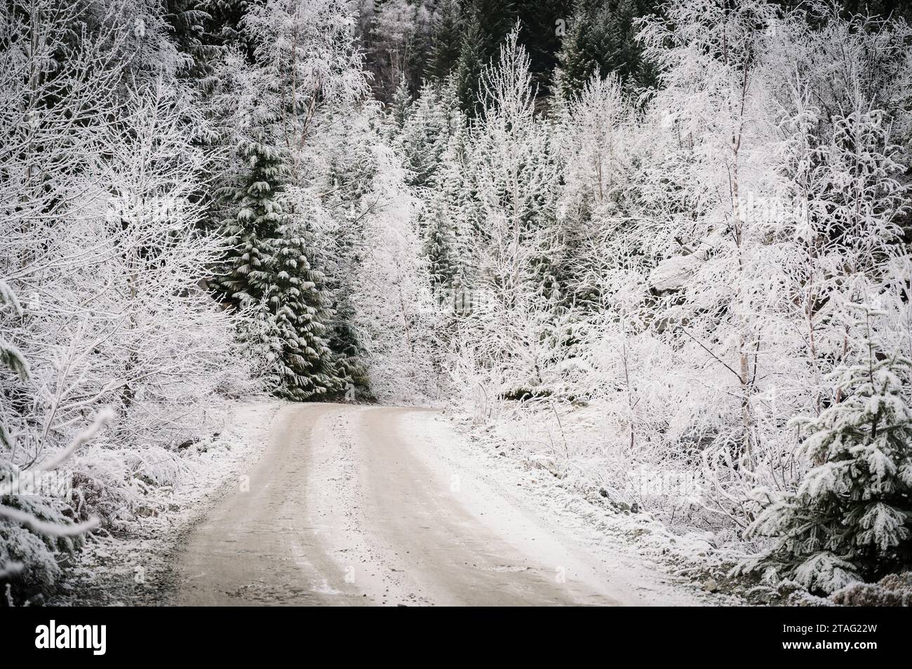The Soo River Forest service road in Western British Columbia, near ...