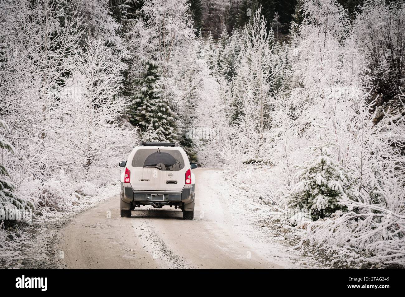 Driving in bc forest trees hi-res stock photography and images - Alamy