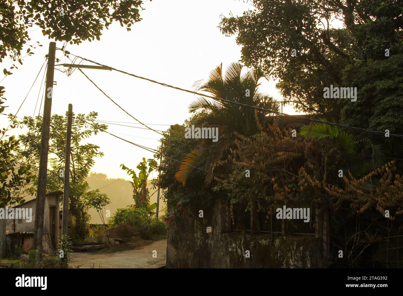 Magical light at the jungles in Kandy, Sri Lanka in the early morning ...