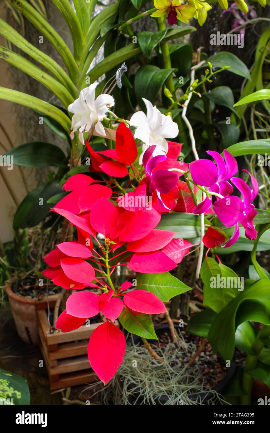 Flowers at Kings Botanical Garden in Peradeniya, Kandy, Sri-Lanka ...