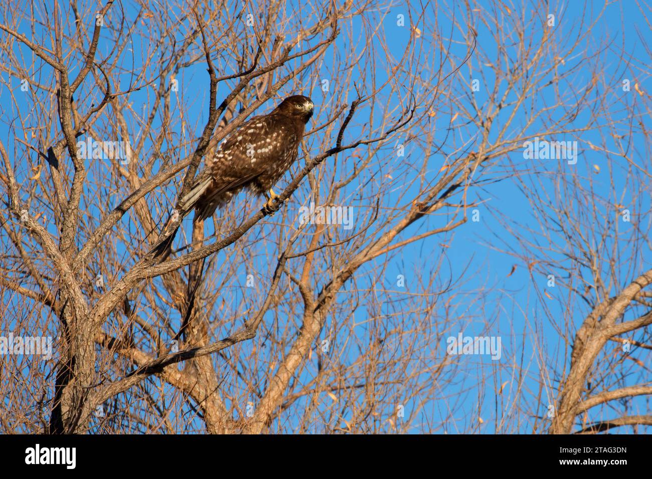 Zone-tailed hawk (Buteo albonotatus), Bernardo Wildlife Management Area ...