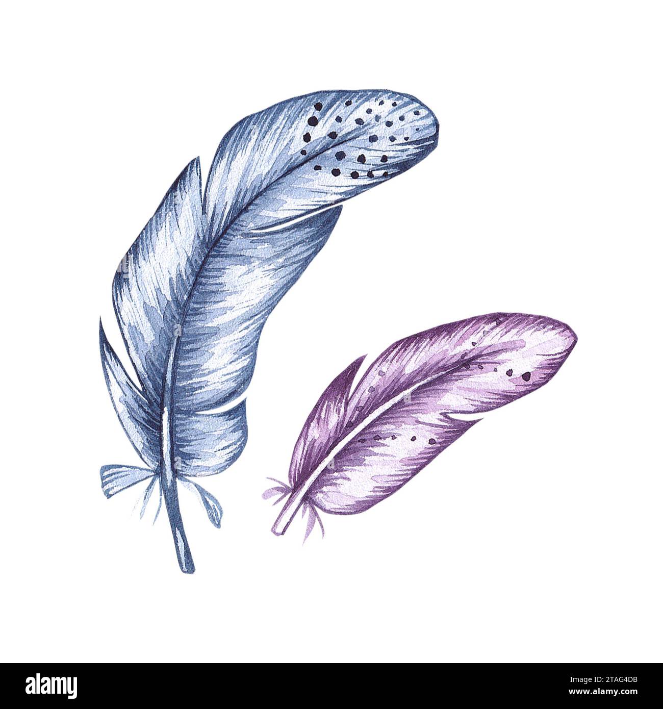 Watercolor bird feather. Feather isolated on white. Hand drawn bird ...