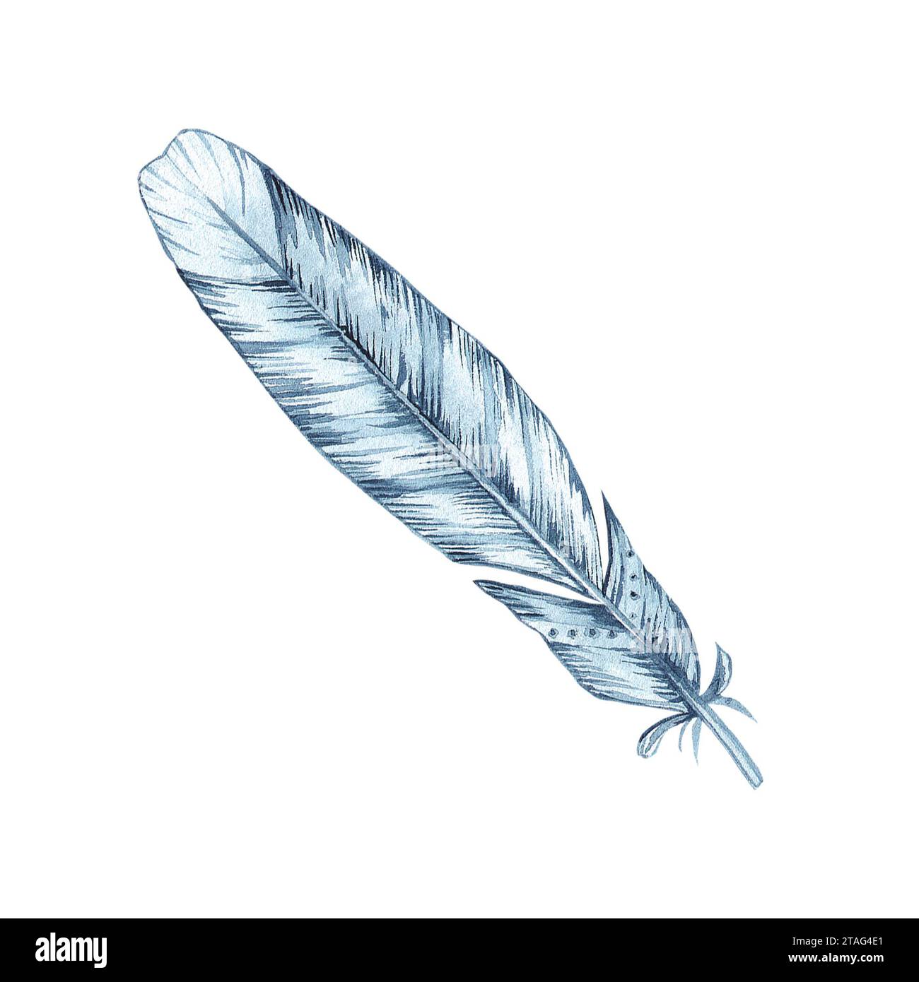 Watercolor bird feather. Feather isolated on white. Hand drawn bird ...