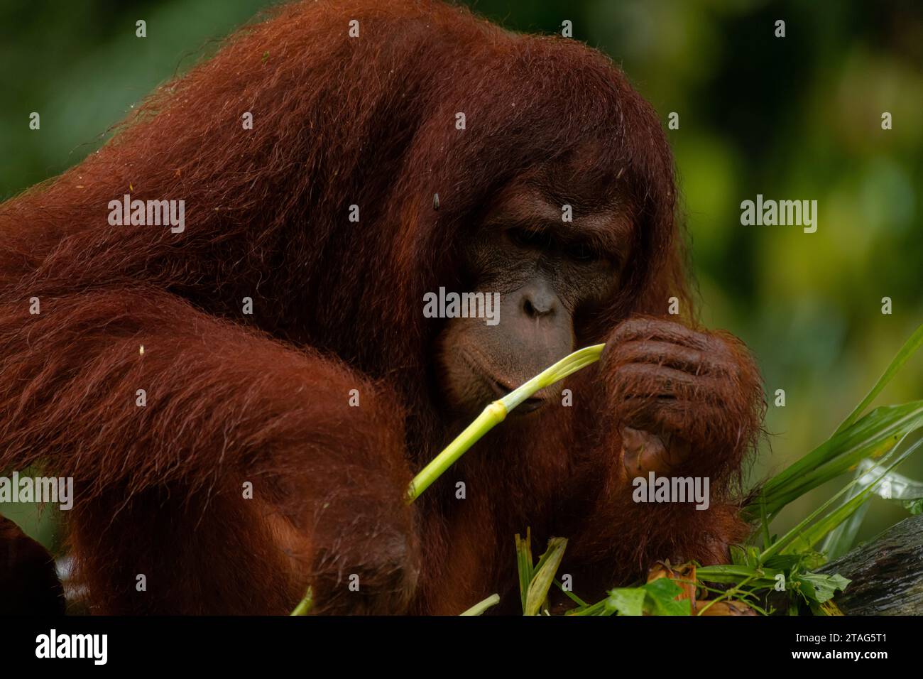 Adult orangutan busy with eating leaves on a rainy day, close up ...