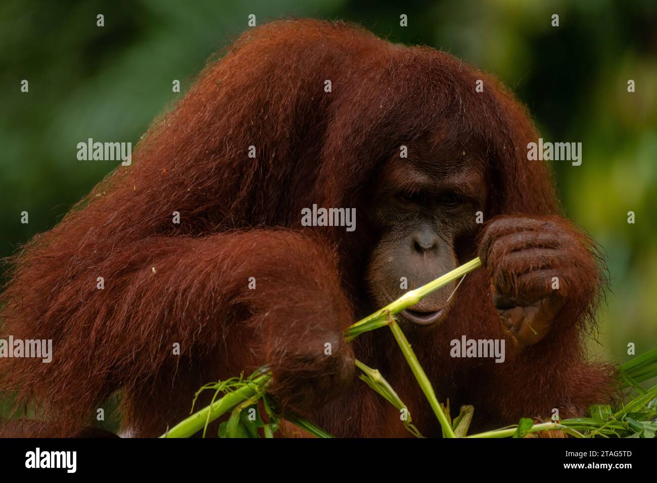 Adult orangutan busy with eating leaves on a rainy day, close up ...
