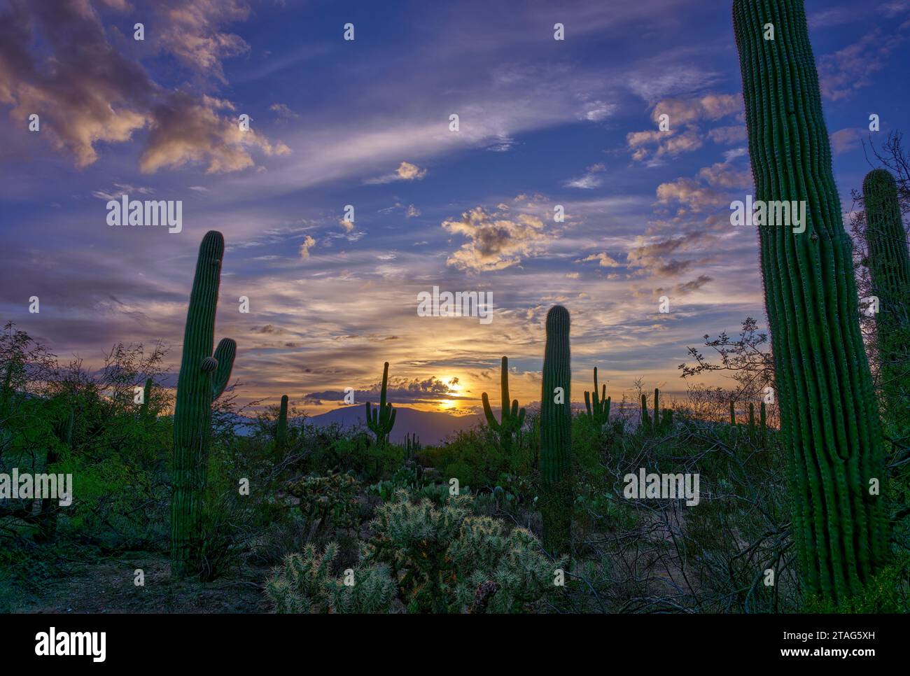 Towering saguaro cacti stand against a stunning desert sunrise, with ...