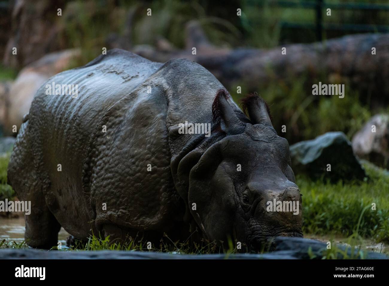 Rare almost extinct Indian Rhinoceros in the Singapore zoo during the ...