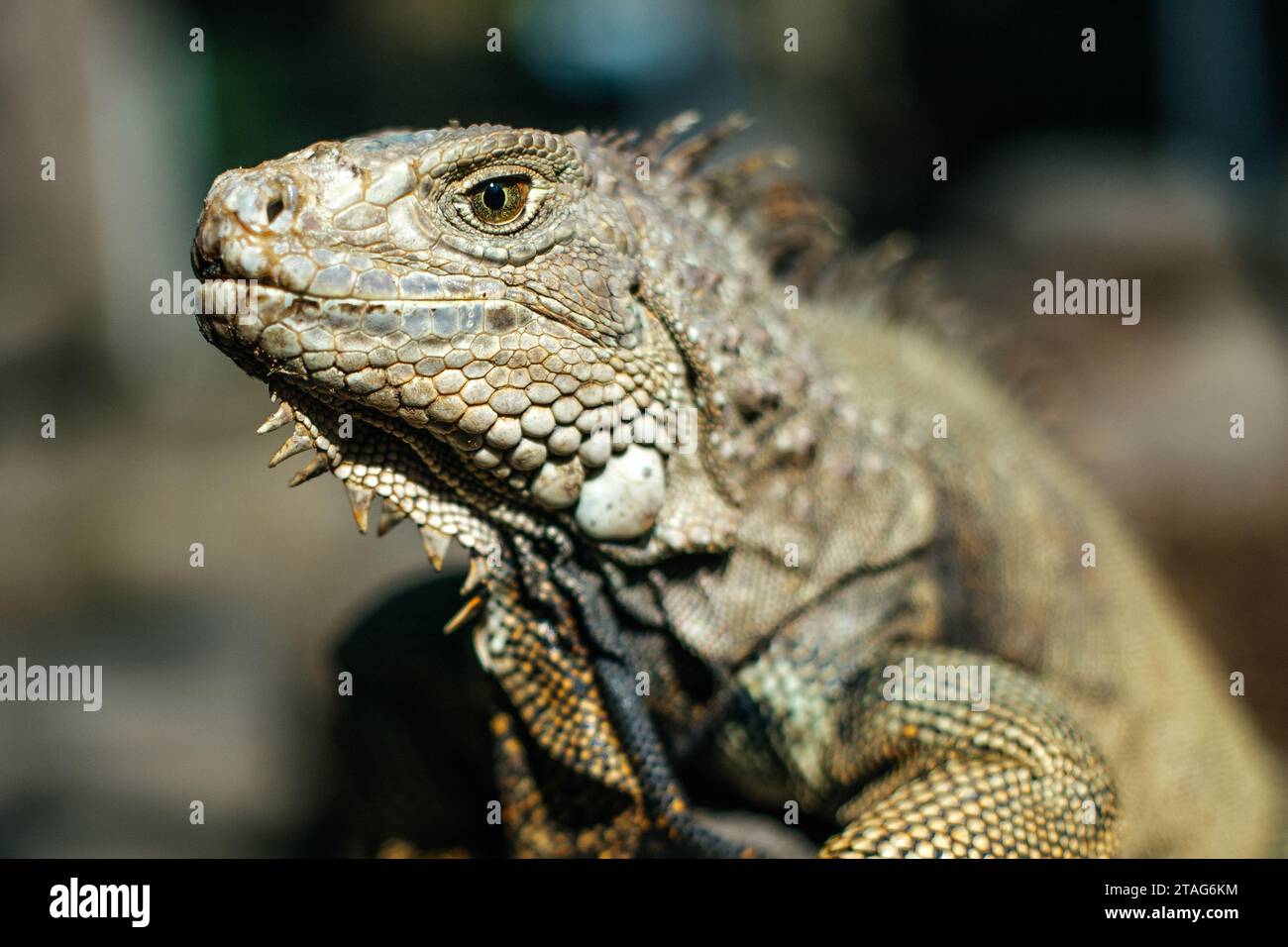 Portrait of an iguana in a zoo on Bali. High quality image Stock Photo ...