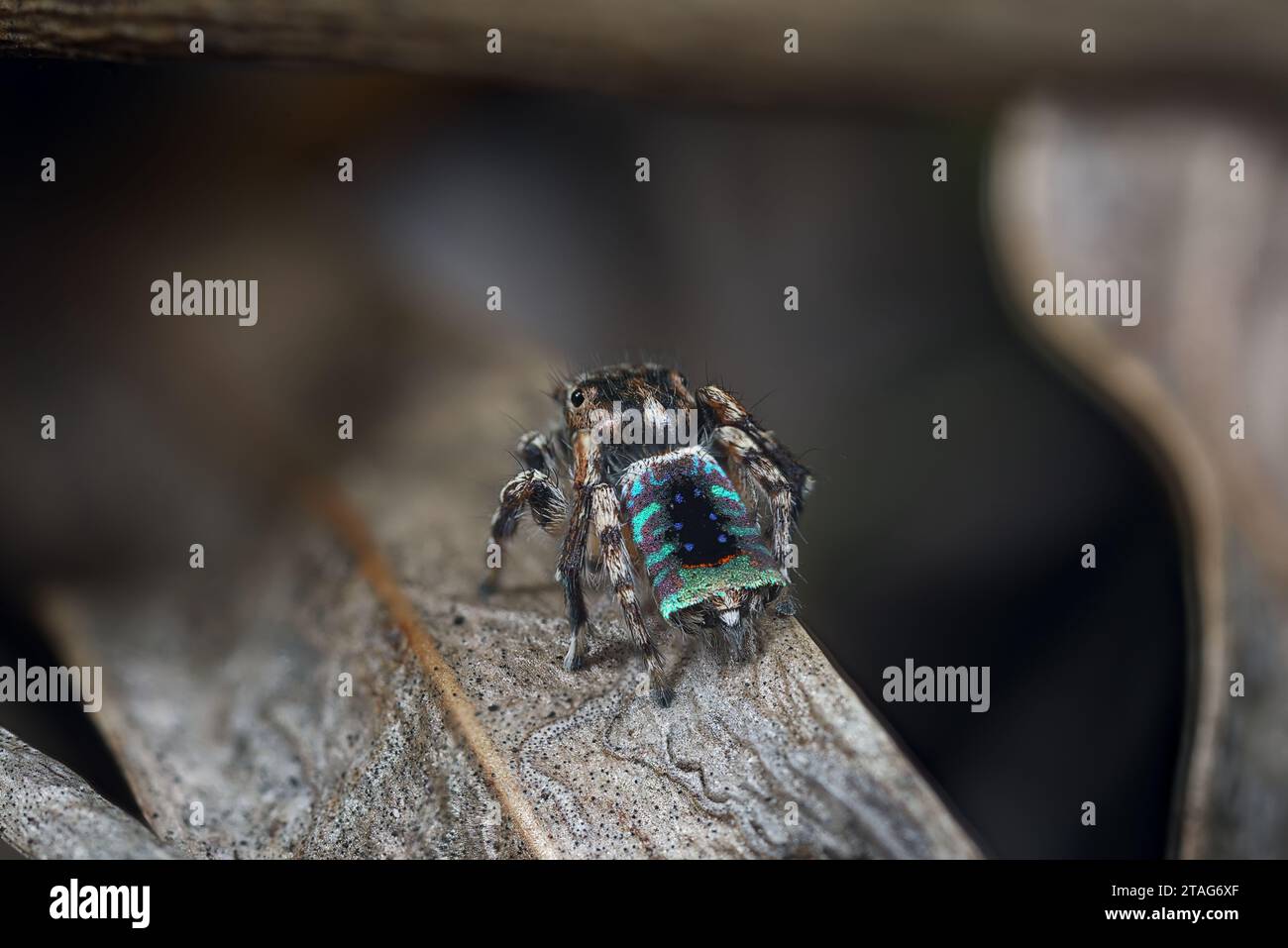 A new species of Peacock spider which is called Maratus hakea and ...