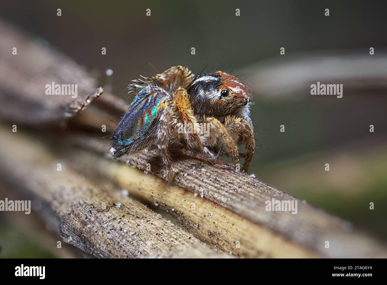 Male Peacock spider, Maratus linnaei, in his breeding colours Stock ...