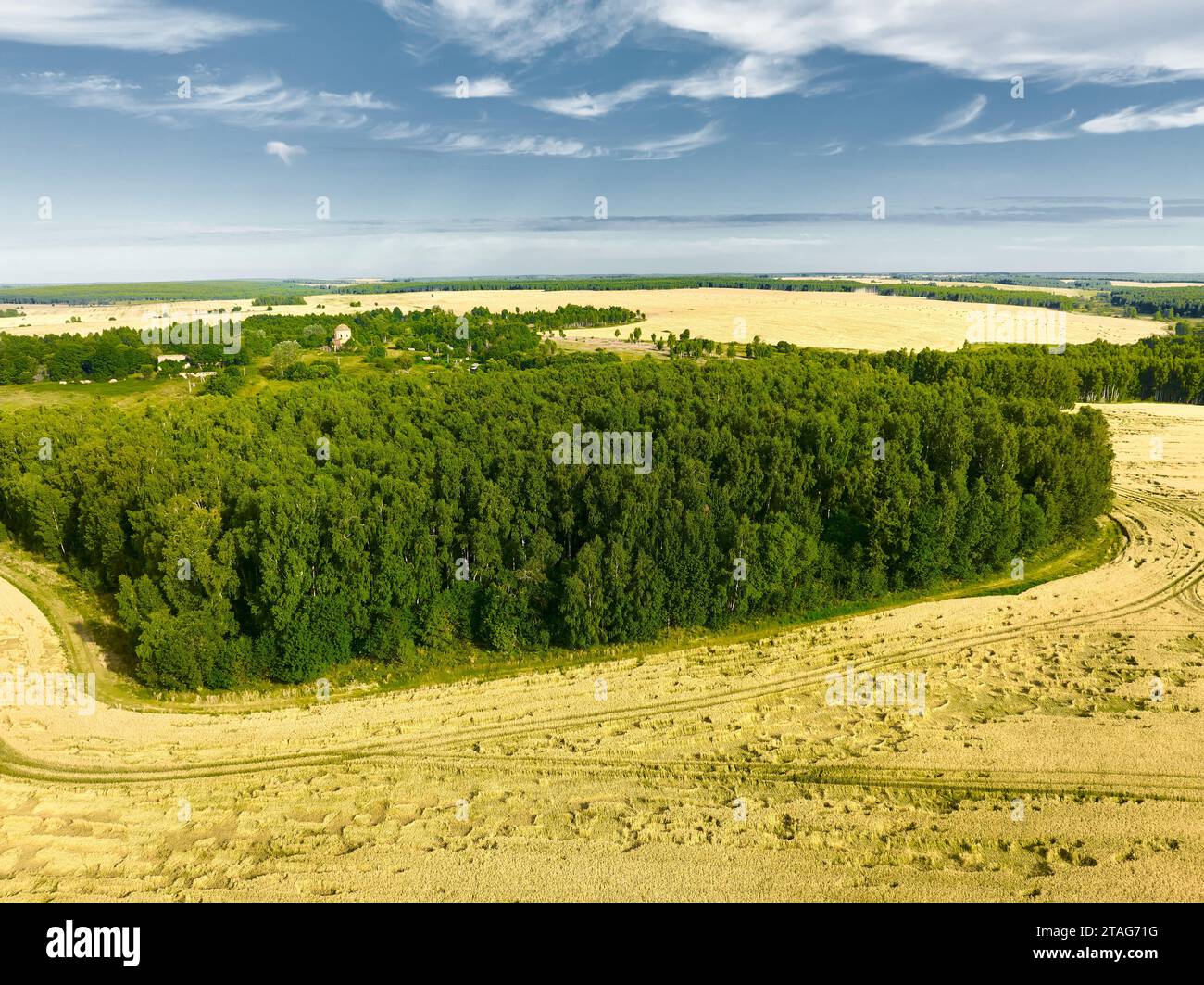 Big plantations of field of wheat and green forest plots Stock Photo ...